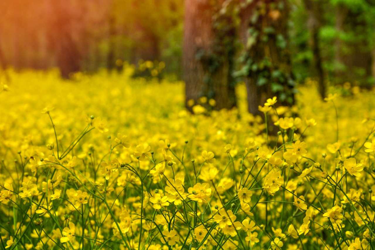 Parcul Național Baltata